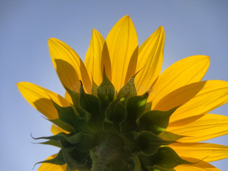 Yellow sunflower back view stock image. Image of flower - 220125979
