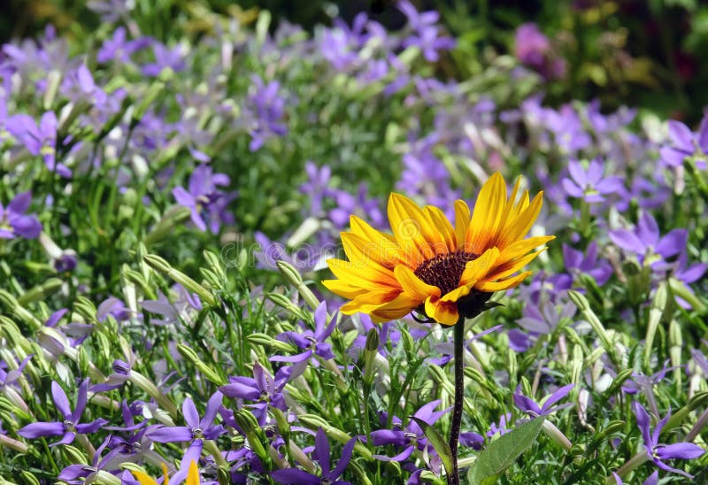 Yellow Sunflower on a Background of Blue Vinca Flowers Stock Photo ...