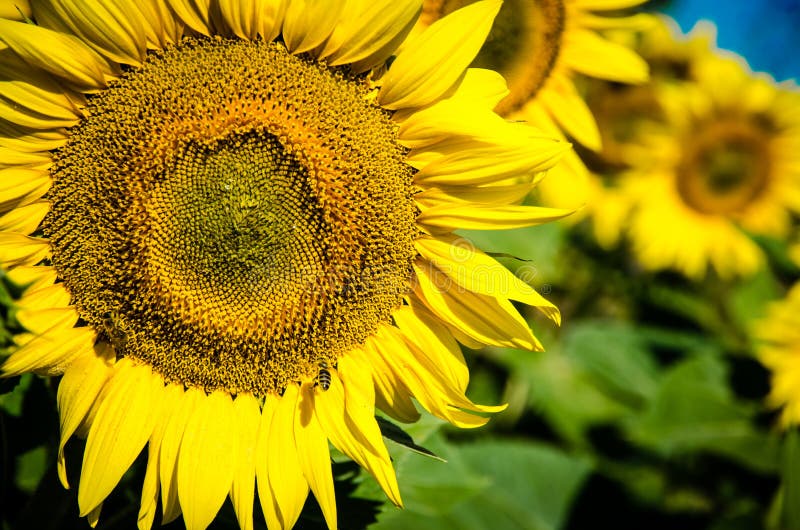 Yellow sunflower stock photo. Image of golden, nature - 91816882