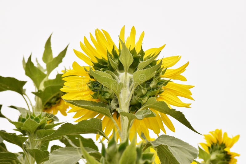 Sunflowers facing the sun stock photo. Image of countryside - 43538496