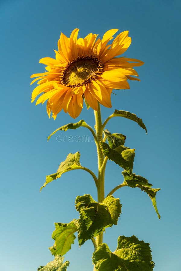 Sunflower with blue sky stock photo. Image of diet, macro - 5232602