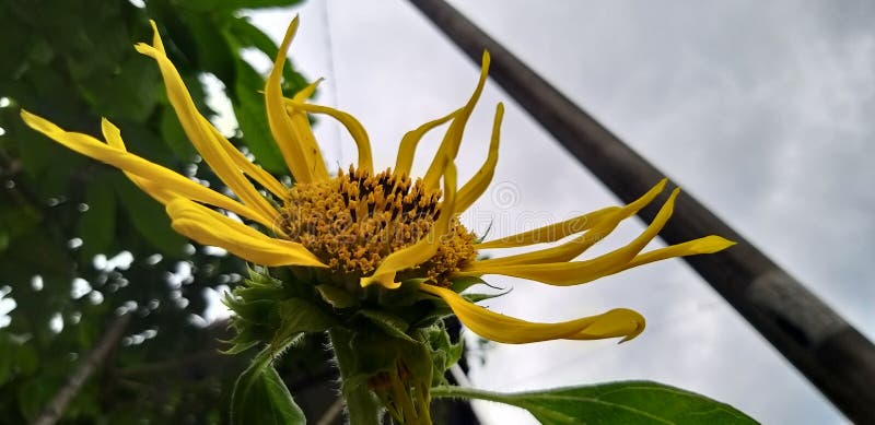 Yellow Sunflower Bottom View in Evening Stock Photo - Image of ...
