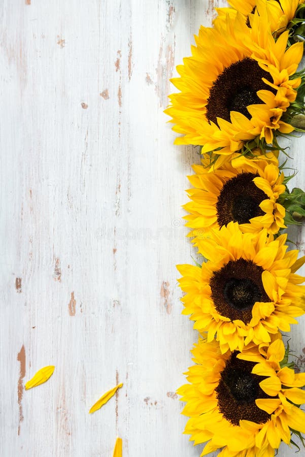 Rustic Sunflower Background Premium Photo | Sunflower Background