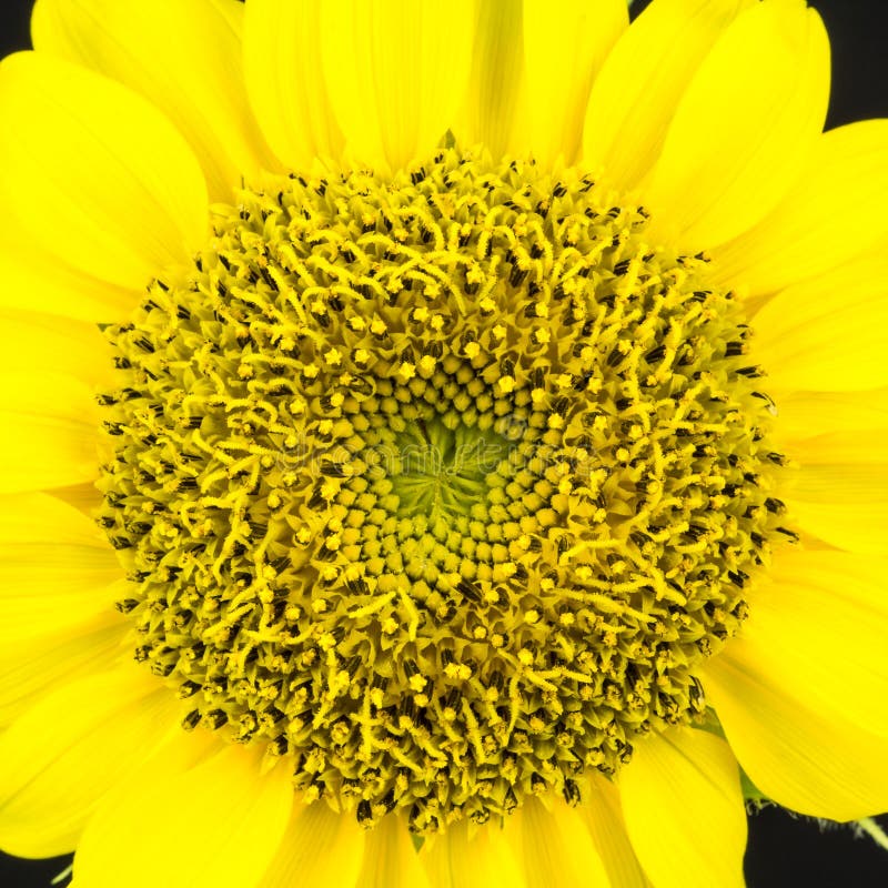 Close Up of Yellow Sunflower Stock Photo - Image of compound, barbs ...