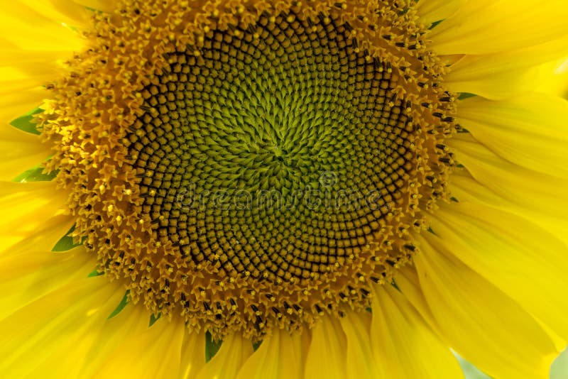 Yellow Sunflower Close Up Pattern Texture Background Stock Photo ...