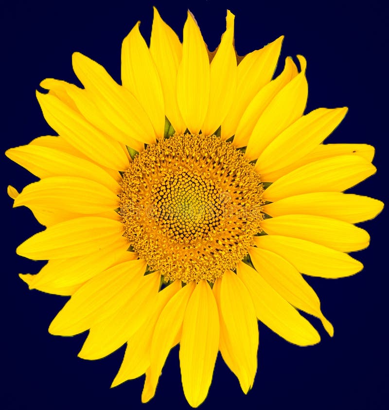 Yellow Sunflower on Deep Blue Background Cover Stock Photo - Image of background, cover: 323053768