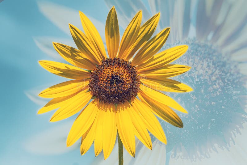 Yellow Sunflower stock image. Image of sunflower, vibrant - 155646965