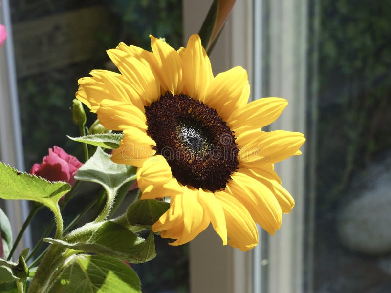 Yellow Sunflower in Front of a Window with Refelctions, Various Other ...
