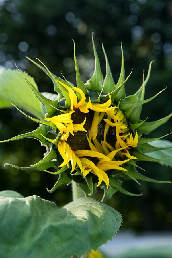 Yellow Sunflower in a Garden with a Half-open Bud Stock Photo - Image ...