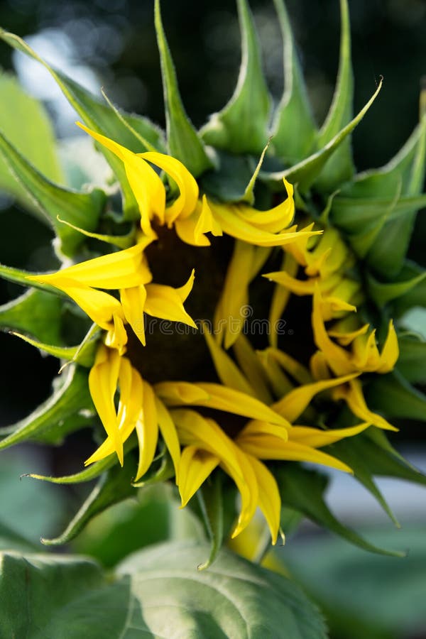Yellow Sunflower in a Garden with a Half-open Bud Stock Image - Image ...