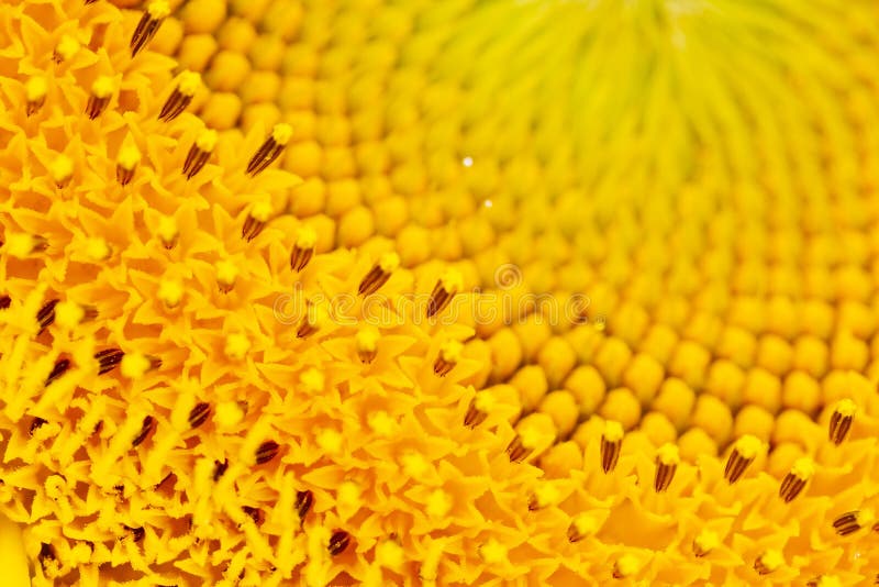 Sunflower Color Texture, Gradient Color Transition Stock Photo - Image ...