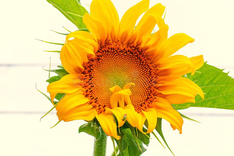 Yellow Sunflower with Leaves on a White Background. Isolated Object ...