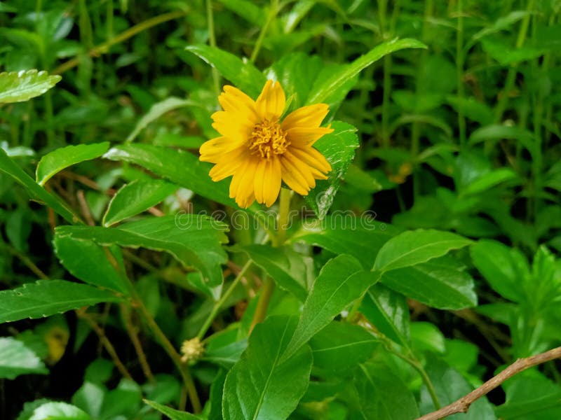 Sunflower Middle stock photo. Image of plant, summer, flower - 78718