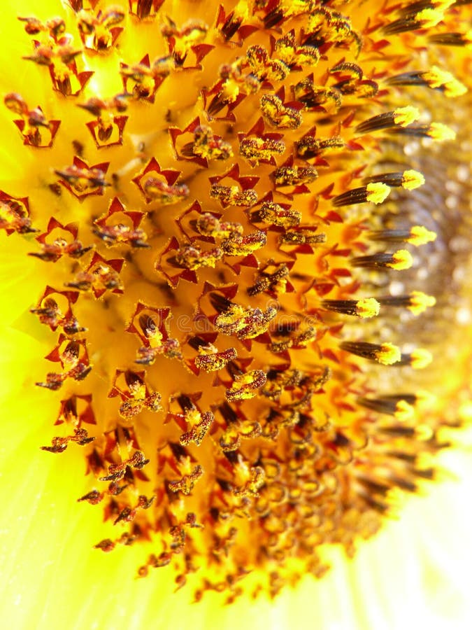 Yellow, Sunflower, Pollen, Membrane Winged Insect Stock Photo - Image ...