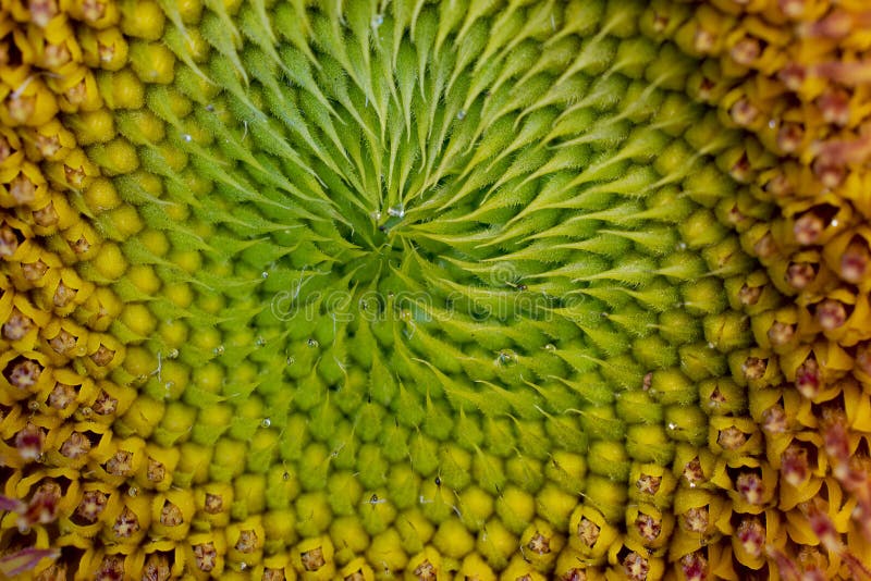 Yellow Sunflower Seed Spiral Stock Photo - Image of green, seed: 95738732
