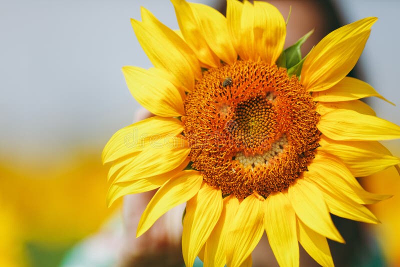 Smiley Face Sun Flower stock photo. Image of flower, blossom - 20250322