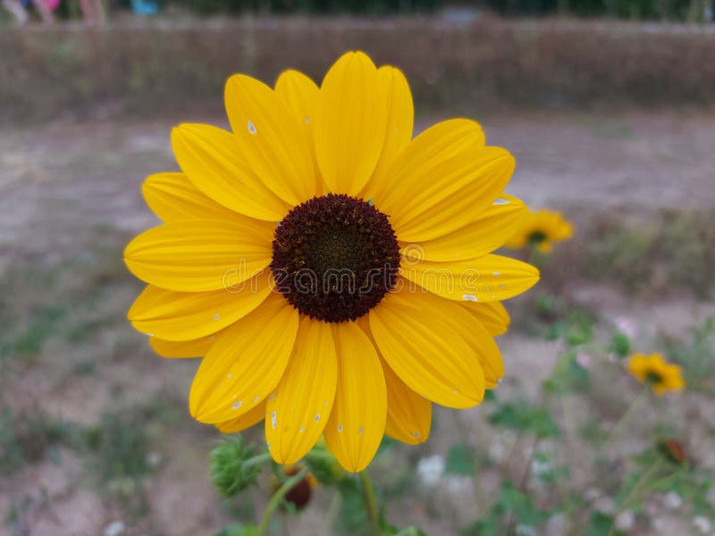 Yellow Sunflower in the Sun at Wild Flower Bed in the Netherlands Stock ...