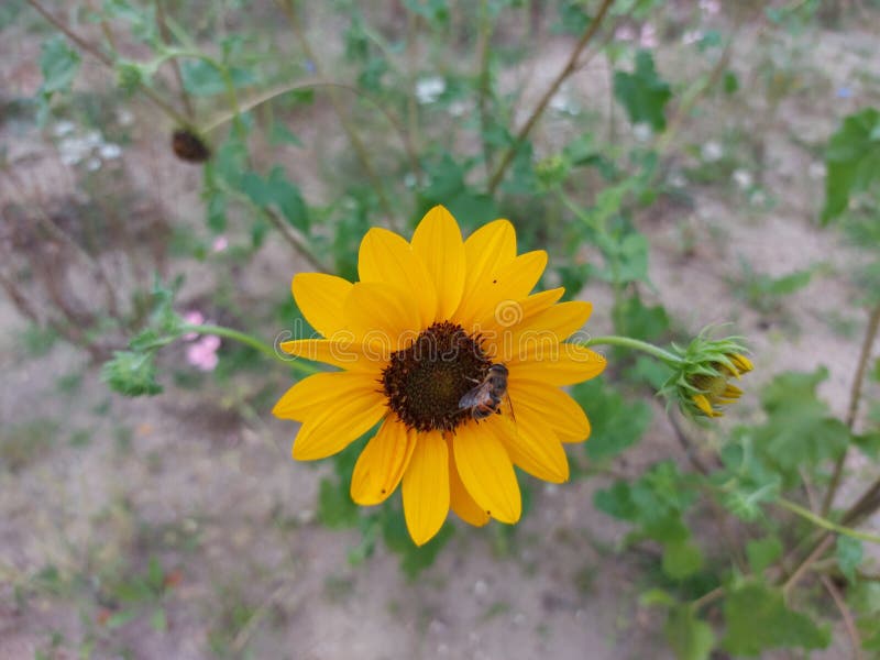 Yellow Sunflower in the Sun at Wild Flower Bed in the Netherlands Stock ...