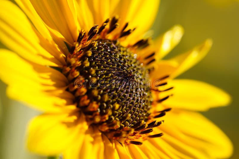 Yellow sunflower stock image. Image of blossomed, yellow - 100206745