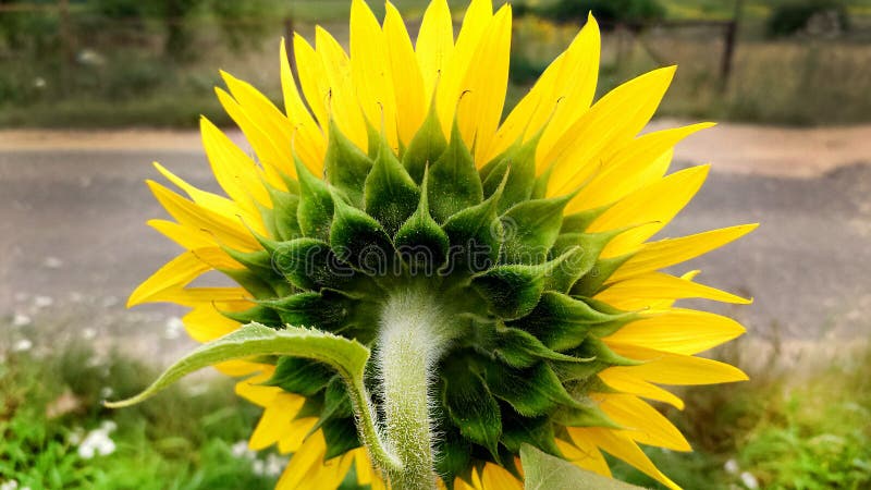 169 Sunflower Field Back Side Stock Photos - Free & Royalty-Free Stock ...