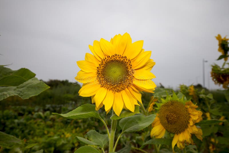 Yellow Sunflower in a Wild Field.Top View Stock Image - Image of ...