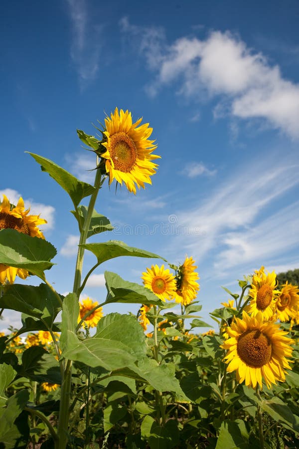 Yellow sunflowers. stock photo. Image of bloom, gold - 20474894