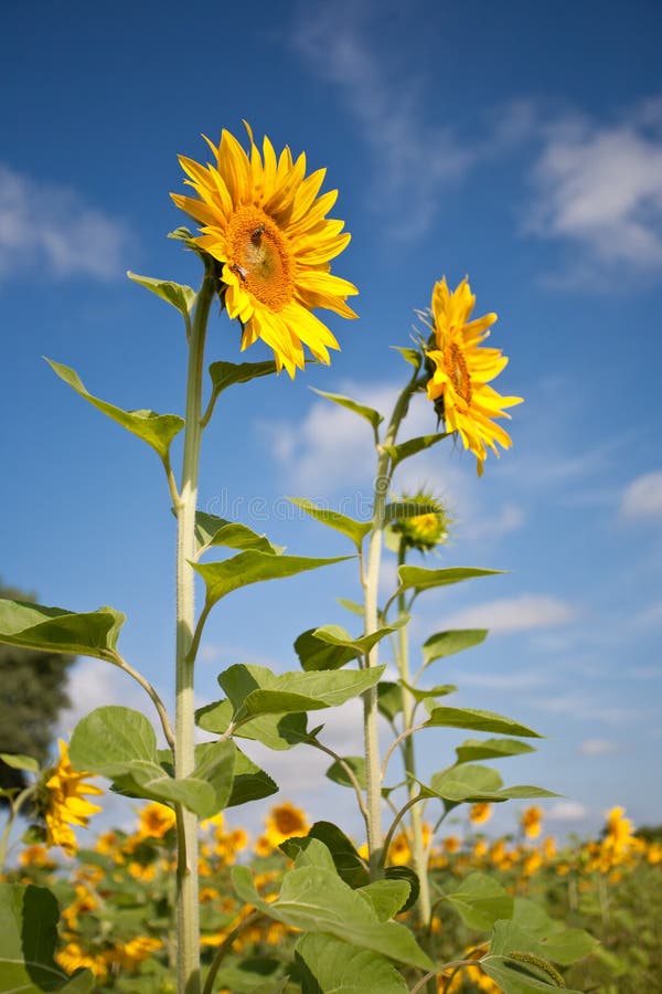Yellow sunflowers. stock image. Image of clouds, floral - 20485249
