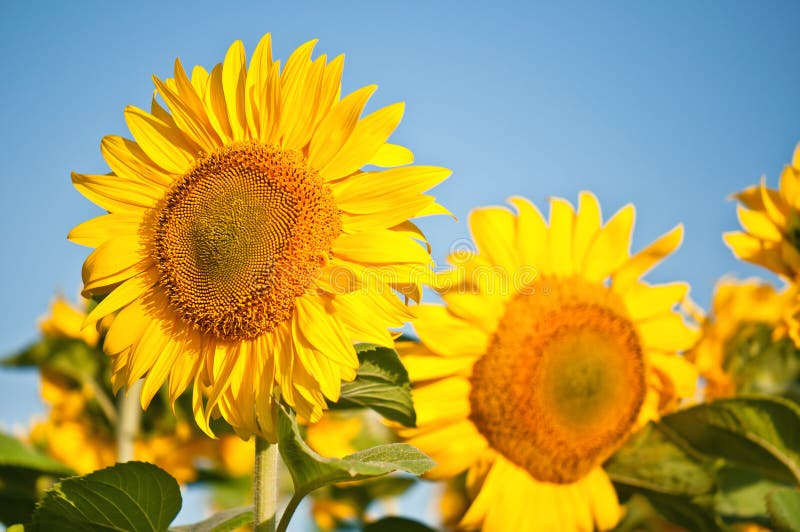 Yellow sunflowers stock image. Image of plant, foliage - 38438707