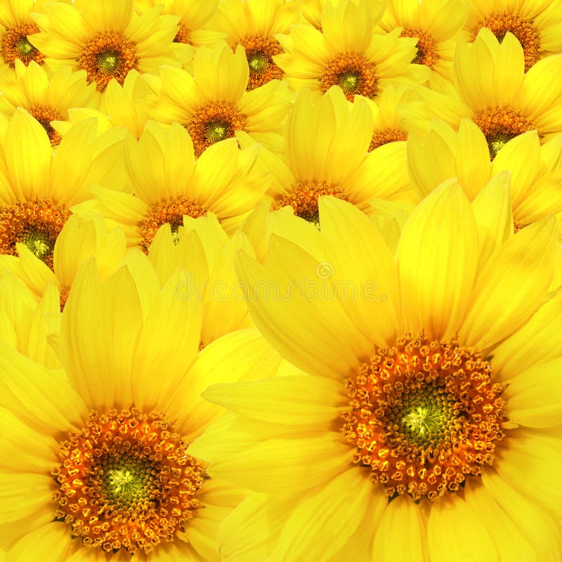 Sunflower texture stock photo. Image of blossom, details - 14110720