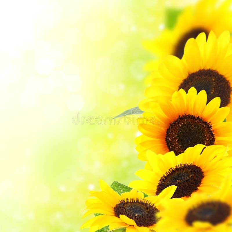 Yellow sunflowers. stock image. Image of blossom, season - 33091977