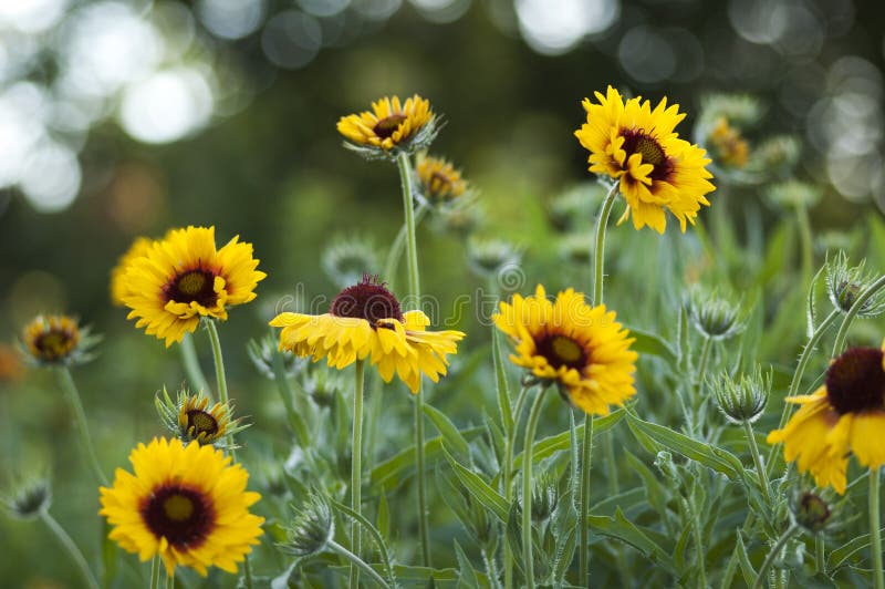 Yellow sunflowers stock image. Image of green, sunflowers - 93009963