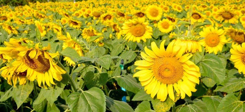 Yellow Sunflowers Blooming in the Winter Morning Stock Image - Image of ...
