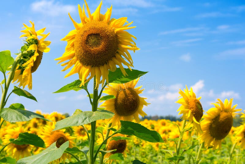 Yellow Sunflowers, Field of Sunflowers on a Sunny Day Stock Photo ...