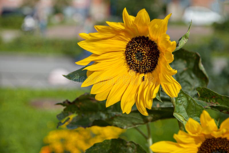 Yellow Sunflowers with Fly on a Leaf Stock Photo - Image of nature ...