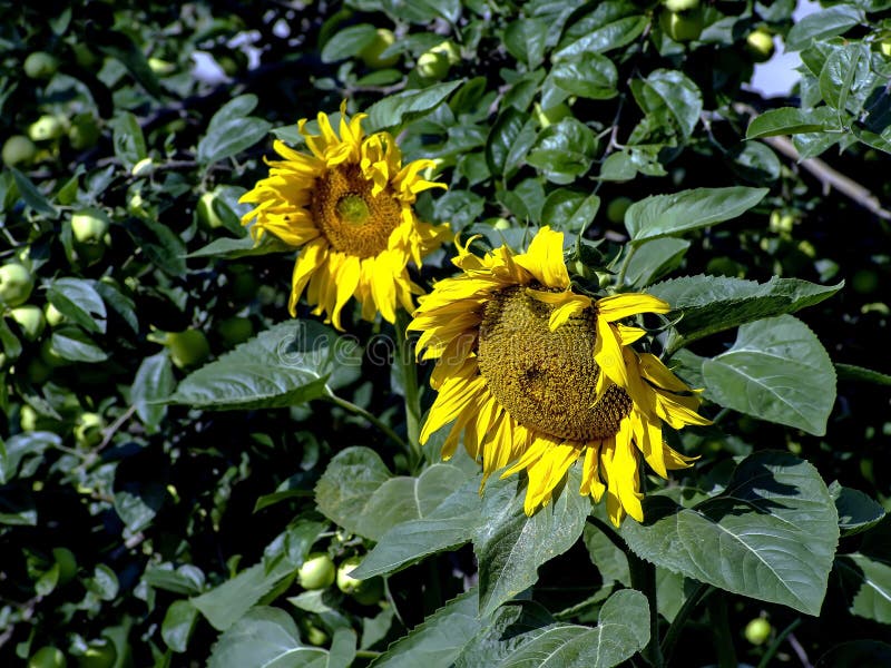 Yellow Sunflowers among the Greenery in the Garden Stock Image - Image ...
