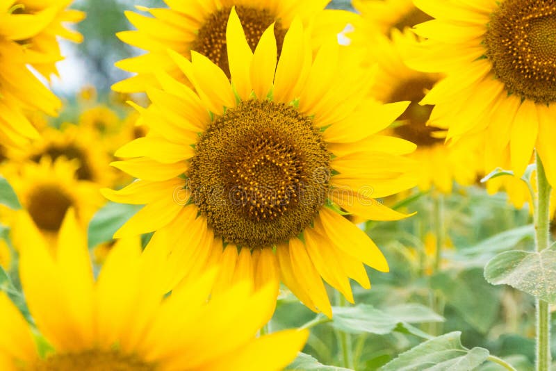 Yellow sunflowers stock image. Image of yellow, flowers - 50939769