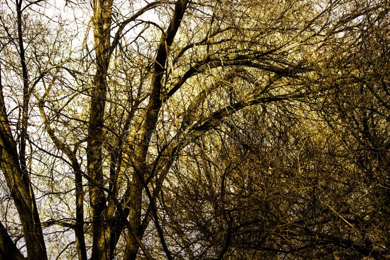 Yellow Sunlit Trees stock photo. Image of nature, limbs - 109636378