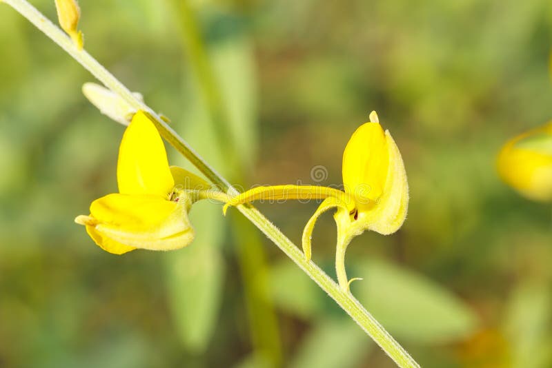 Yellow Sunn Hemp Flower in the Field Stock Image - Image of fabaceae ...