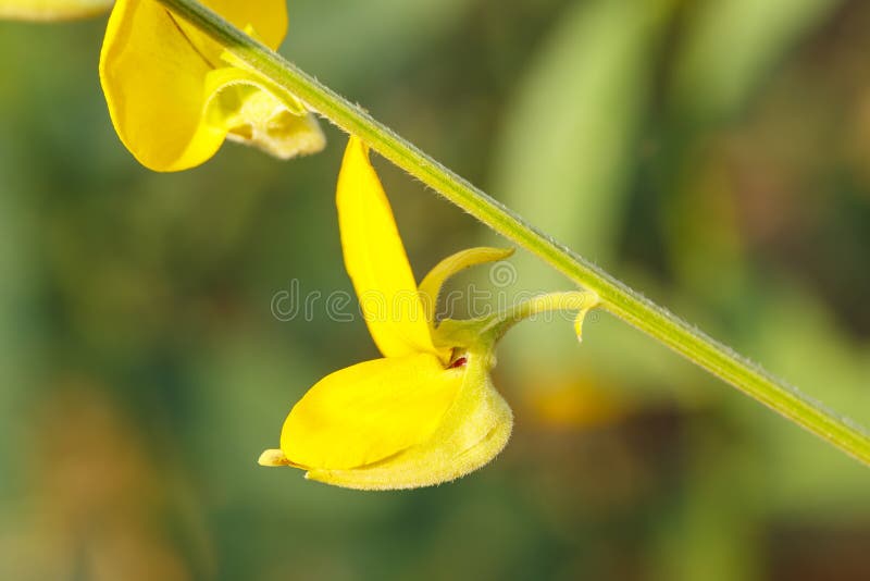 Yellow Sunn Hemp Flower in Nature Garden Stock Photo - Image of flora ...