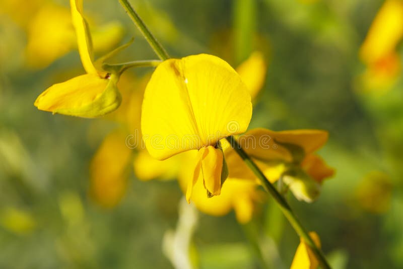 Yellow Sunn Hemp Flower in the Field Stock Photo - Image of hemp ...