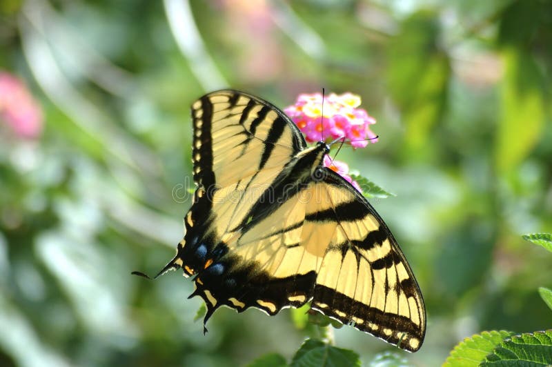 Yellow Swallowtail Butterfly Stock Photo - Image of swallowtail ...