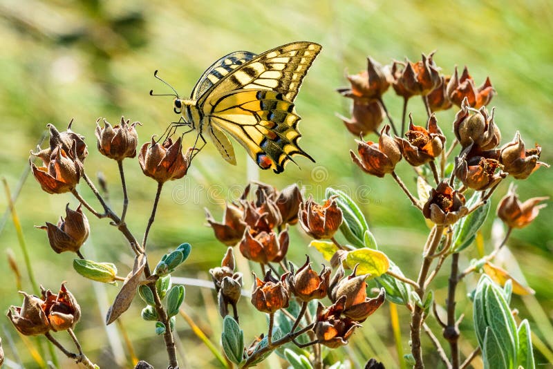 Yellow Swallowtail stock image. Image of wild, flower - 71001745