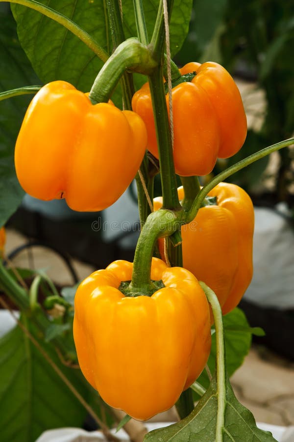 Yellow sweet chilli stock image. Image of farming, aeration - 23863775