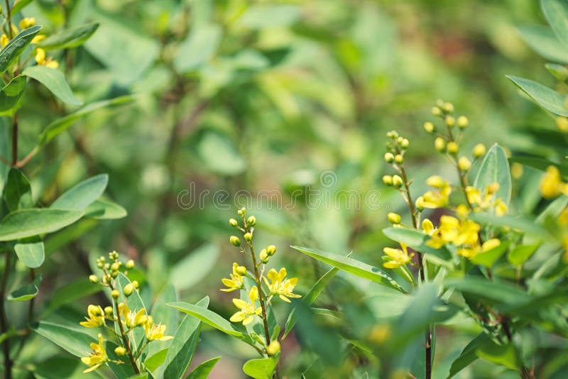 Yellow Sweet Clover Blooming Stock Photo - Image of botanical, macro ...