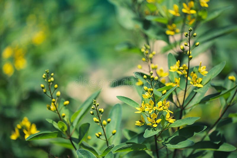 Yellow Sweet Clover Blooming Stock Photo - Image of clover, close ...