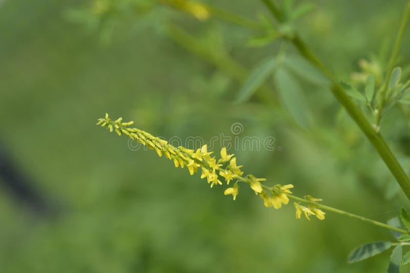 Yellow sweet clover stock image. Image of melilot, leaf - 365749567