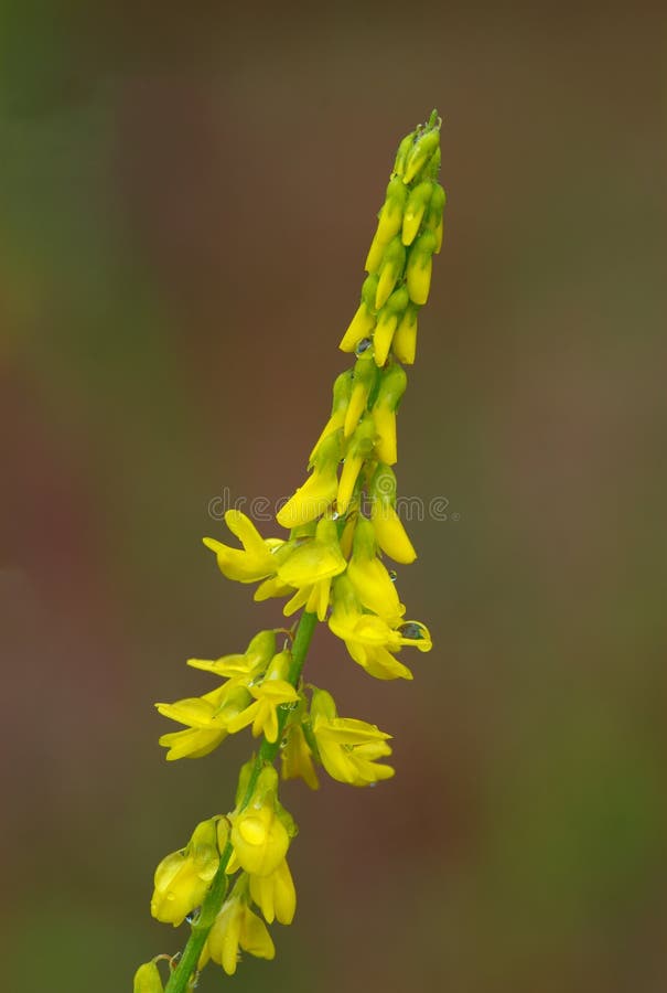 Yellow Sweet Clover after the Rain Stock Photo - Image of melilotus ...