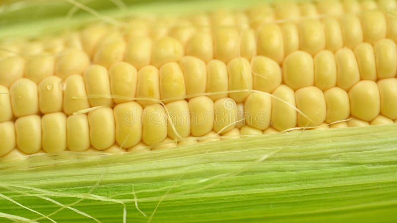 Yellow Sweet Corn on the Cob Stock Video - Video of maize, ripe: 350078073