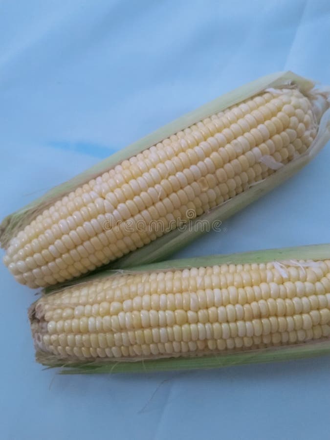 Yellow Sweet Corn Isolated on Bright Background Stock Photo - Image of ...