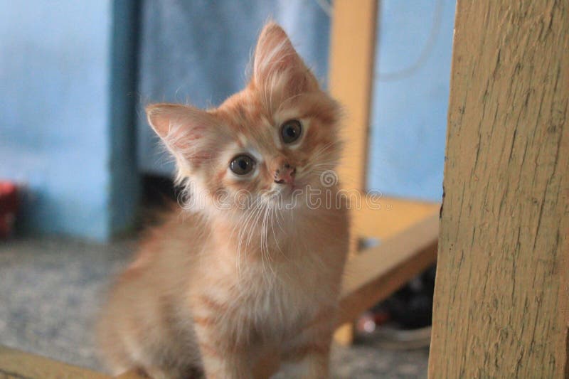 Unic Phose Stock Photos - Free & Royalty-Free Stock Photos from Dreamstime